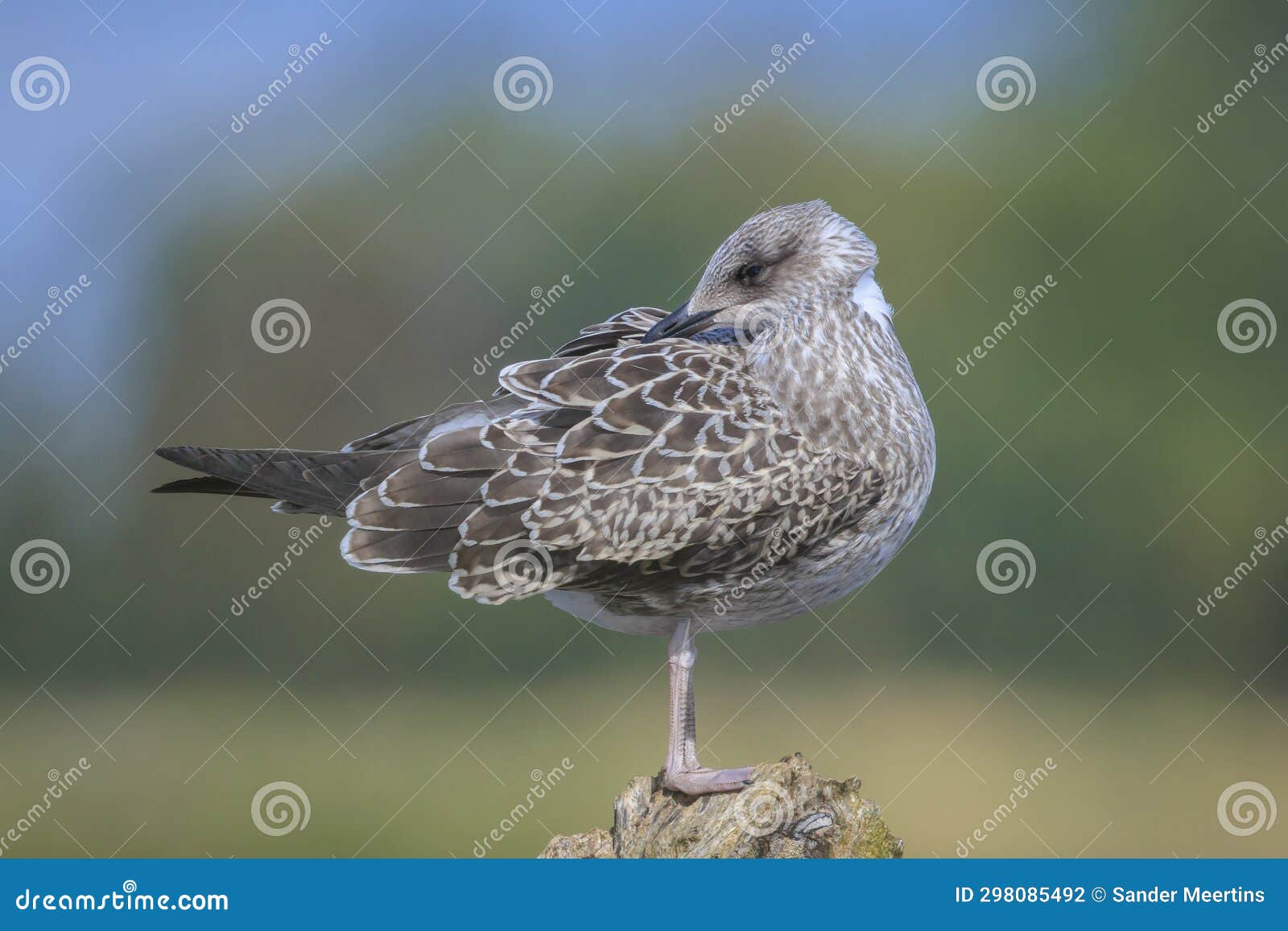 Lesser Black-backed Gull, Larus Fuscus, Perched Stock Photo - Image of ...