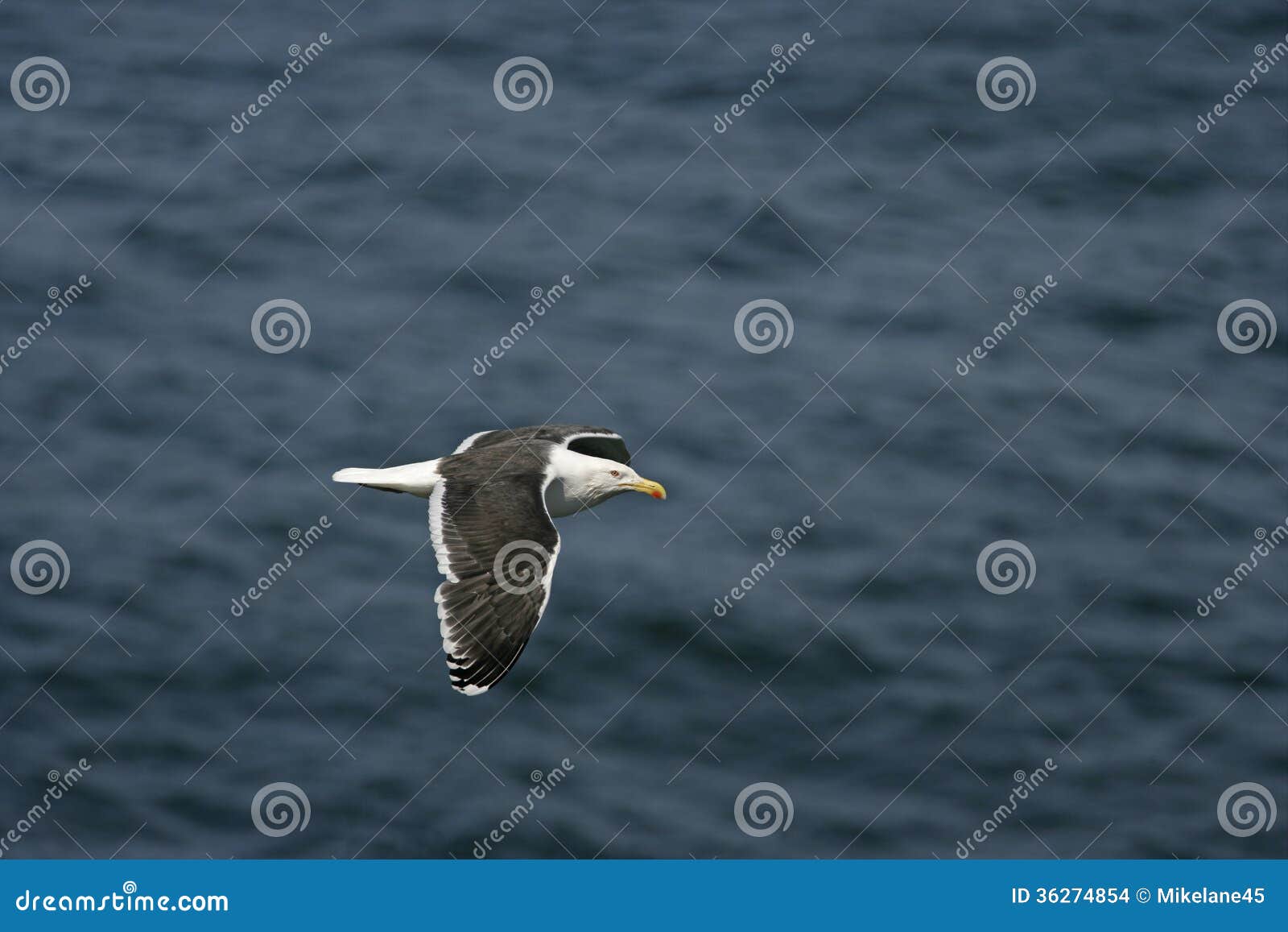 Lesser Black-backed Gull, Larus Fuscus Stock Photo - Image of lesser ...