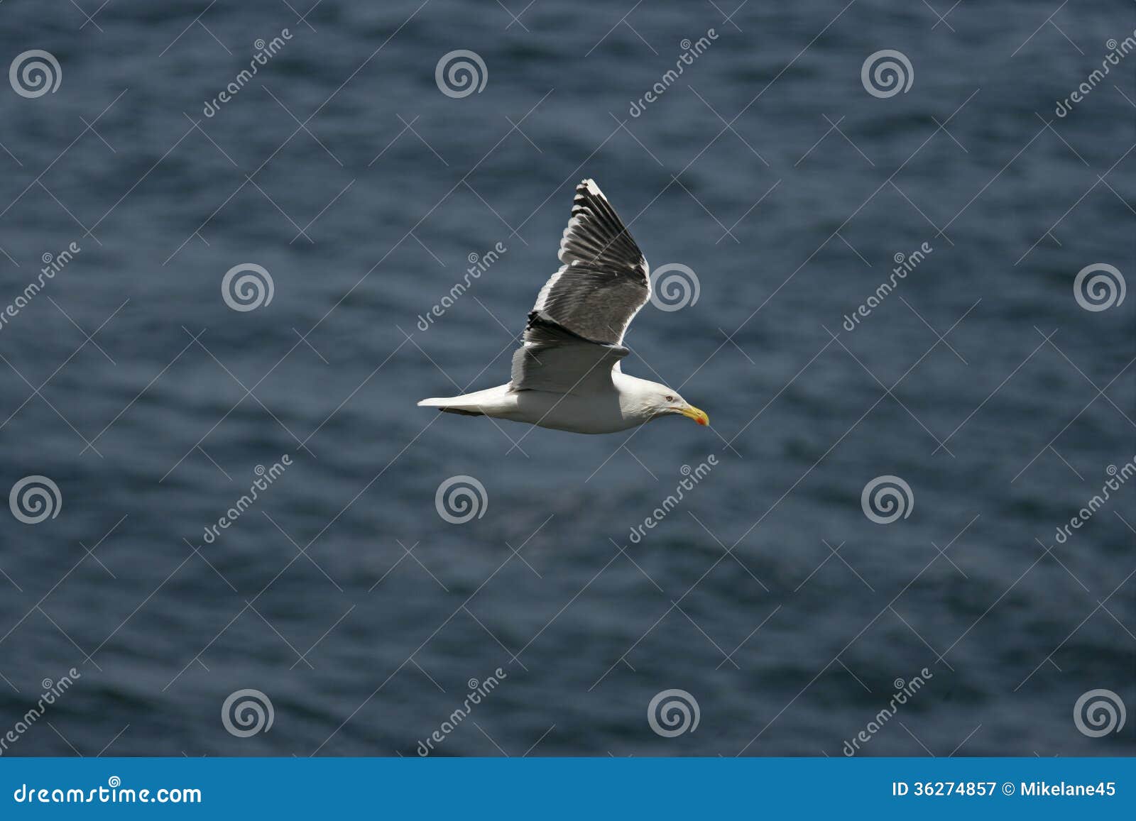 Lesser Black-backed Gull, Larus Fuscus Stock Image - Image of wildlife ...