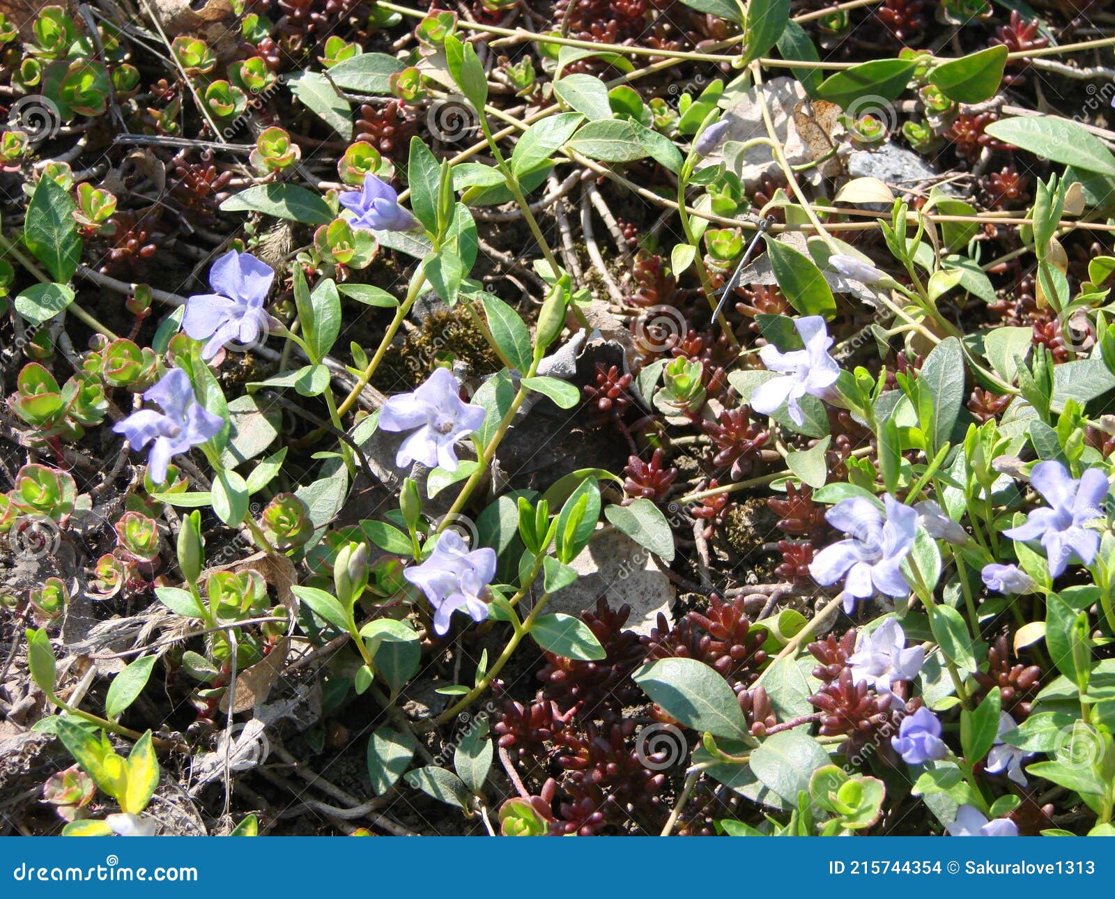 Lesser Blue Periwinkle Common, Spring Flowers Background, Ukrainian ...
