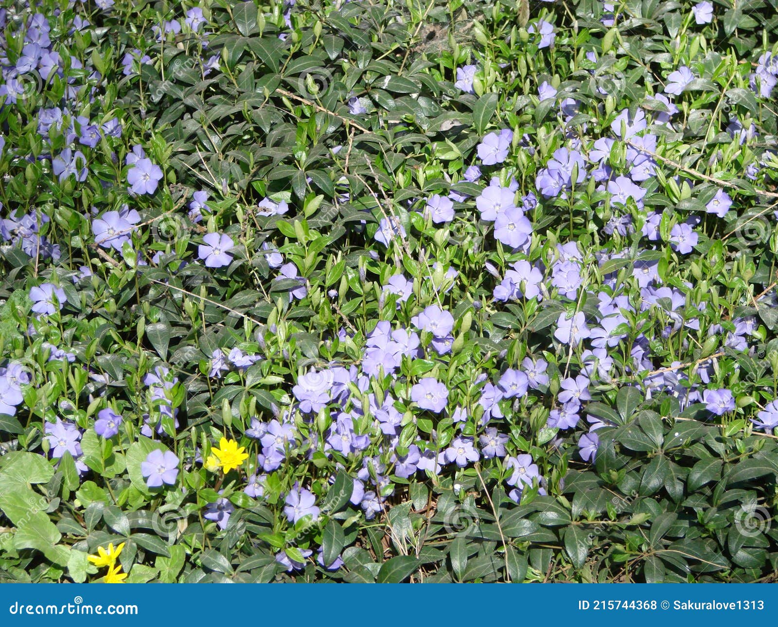 Lesser Blue Periwinkle Common, Spring Flowers Background, Ukrainian ...