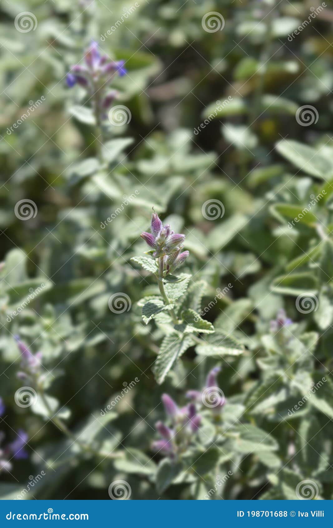 Lesser cat-mint stock photo. Image of garden, botany - 198701688