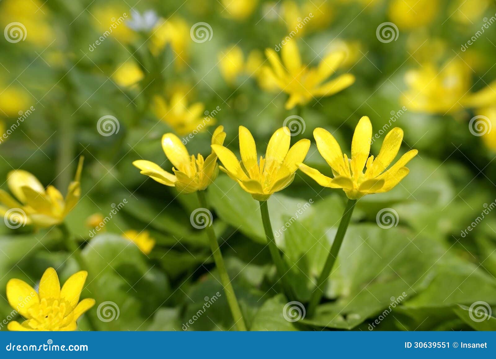 Lesser celandine stock image. Image of ficaria, lesser - 30639551