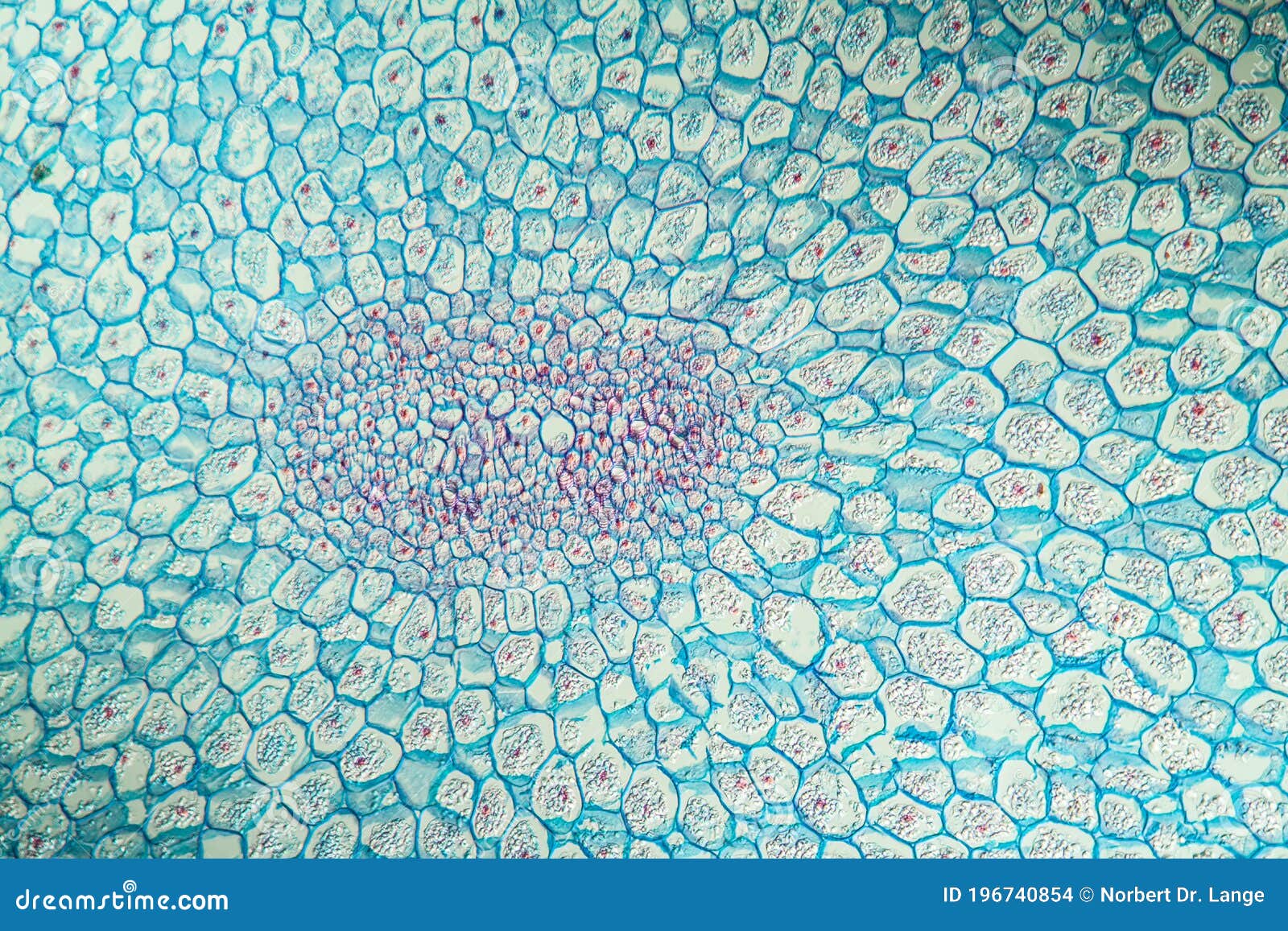 Lesser Celandine with Roots Stock Photo - Image of celandine ...