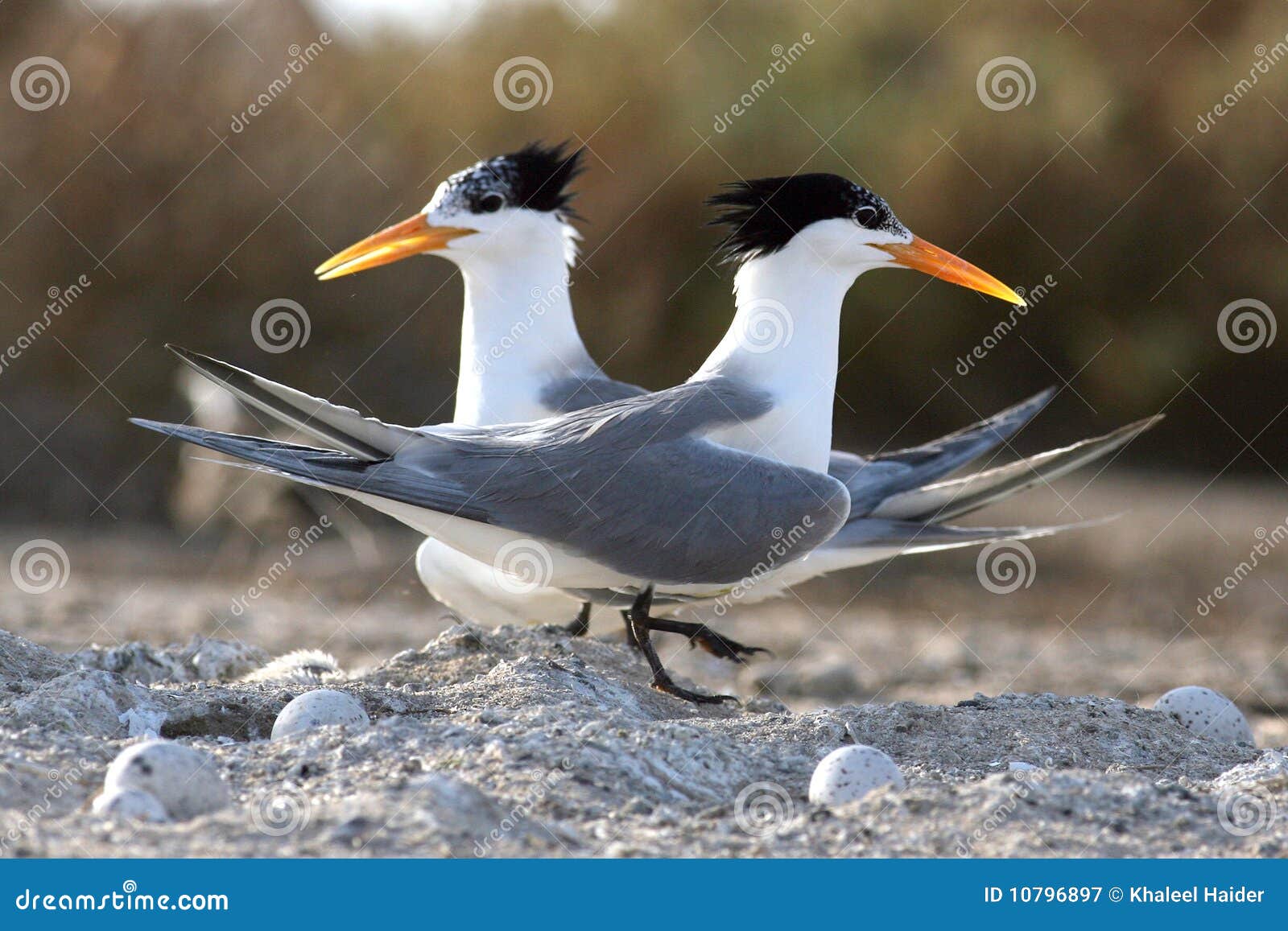 Lesser Crested Tern stock image. Image of haider, gear - 10796897
