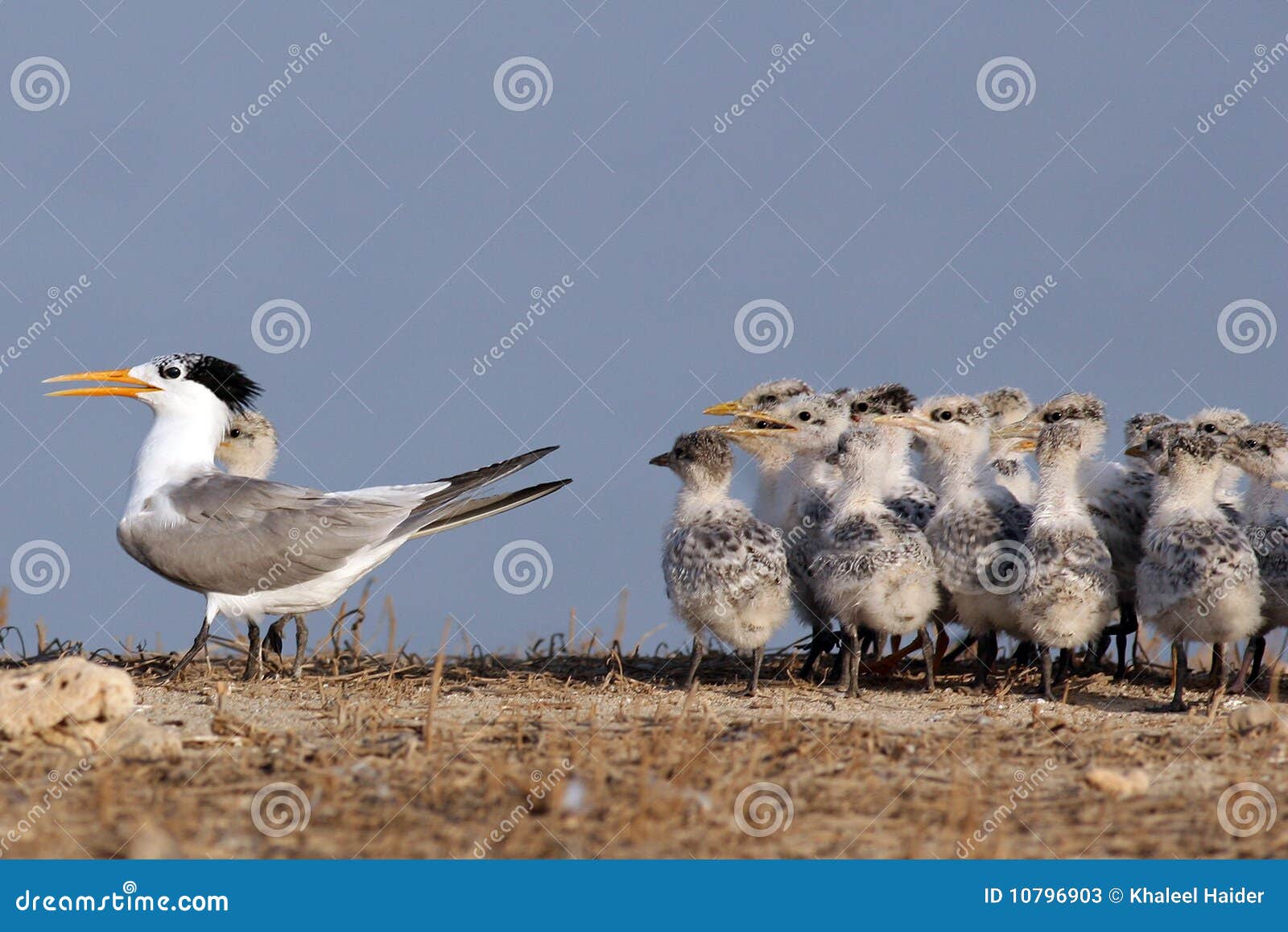 Lesser Crested Tern stock image. Image of migration, khaleel - 10796903