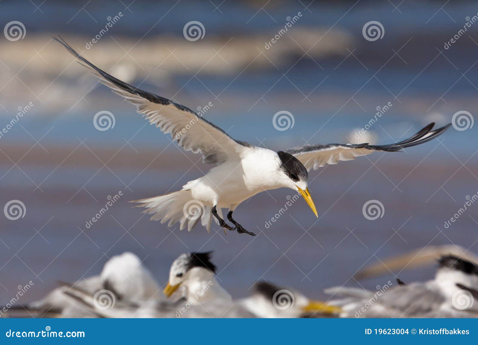 Lesser crested tern stock photo. Image of airborne, creted - 19623004