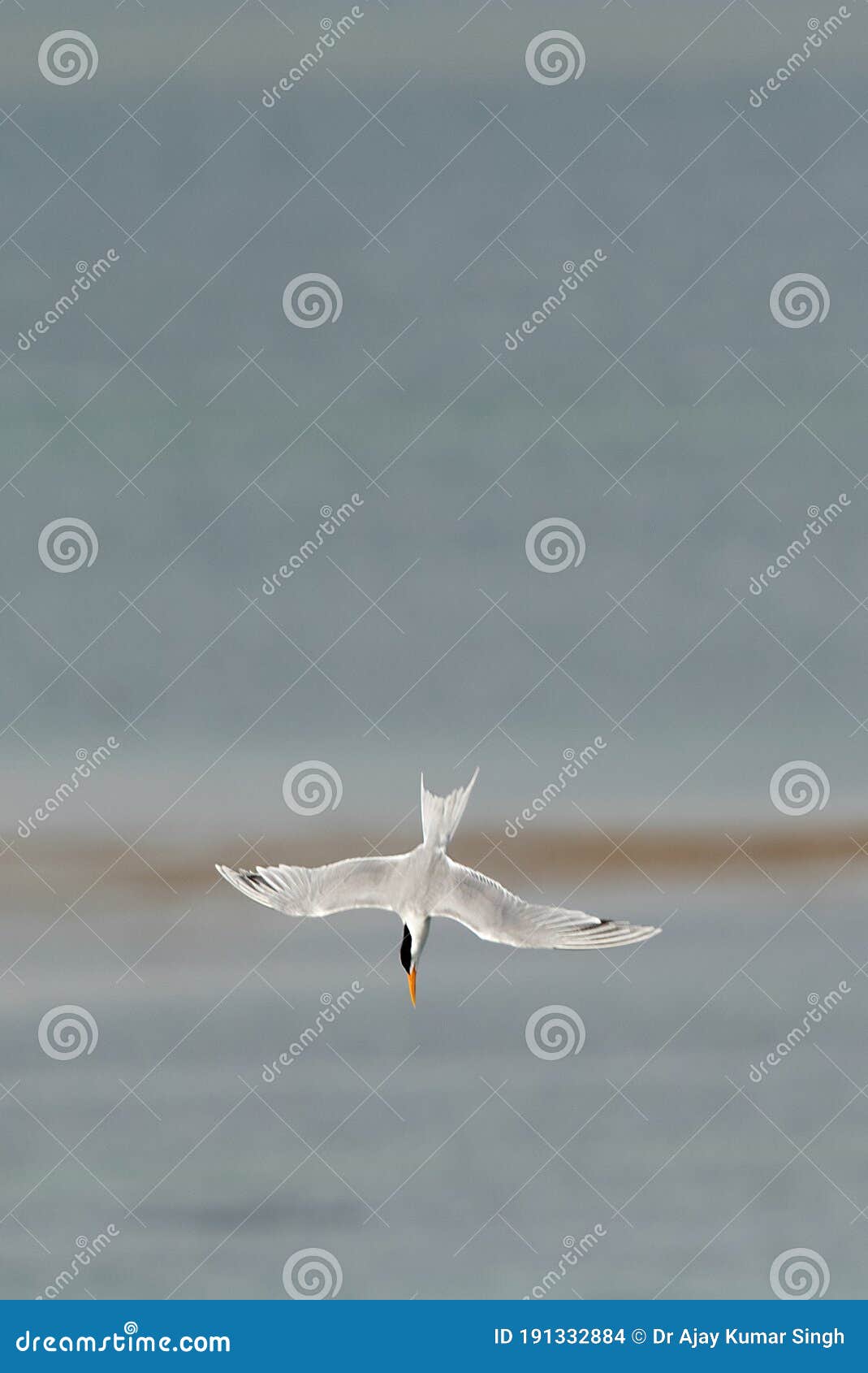 Lesser crested tern diving stock photo. Image of dive - 191332884