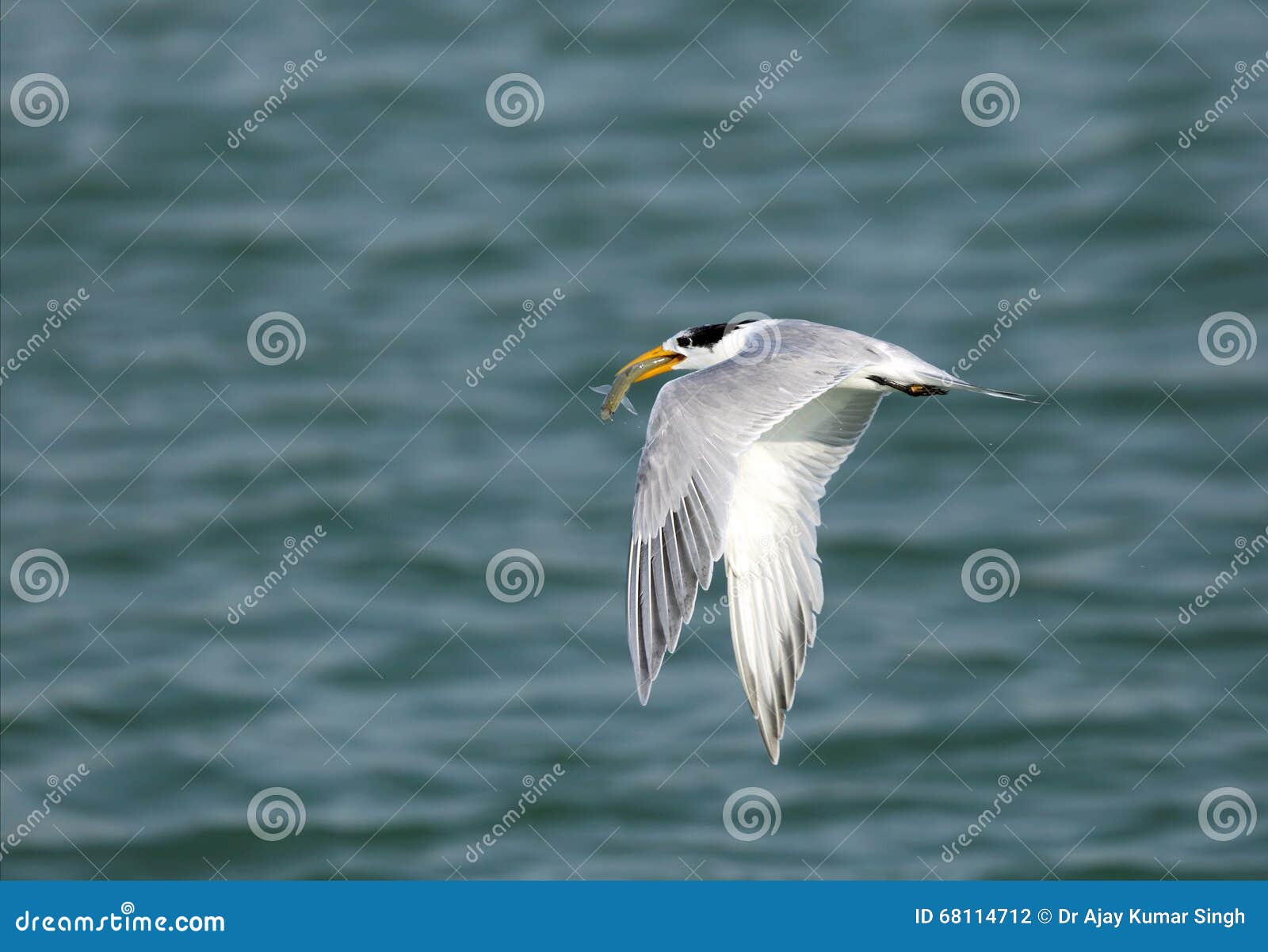 Lesser Crested Tern with a Fish Stock Photo - Image of animalia ...
