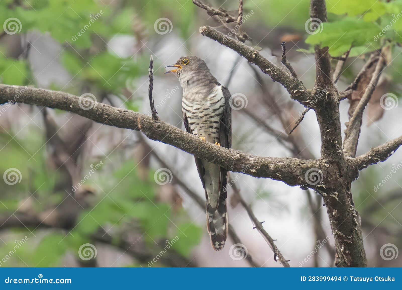 Lesser Cuckoo on the Branch of Tree Singing Stock Photo - Image of ...