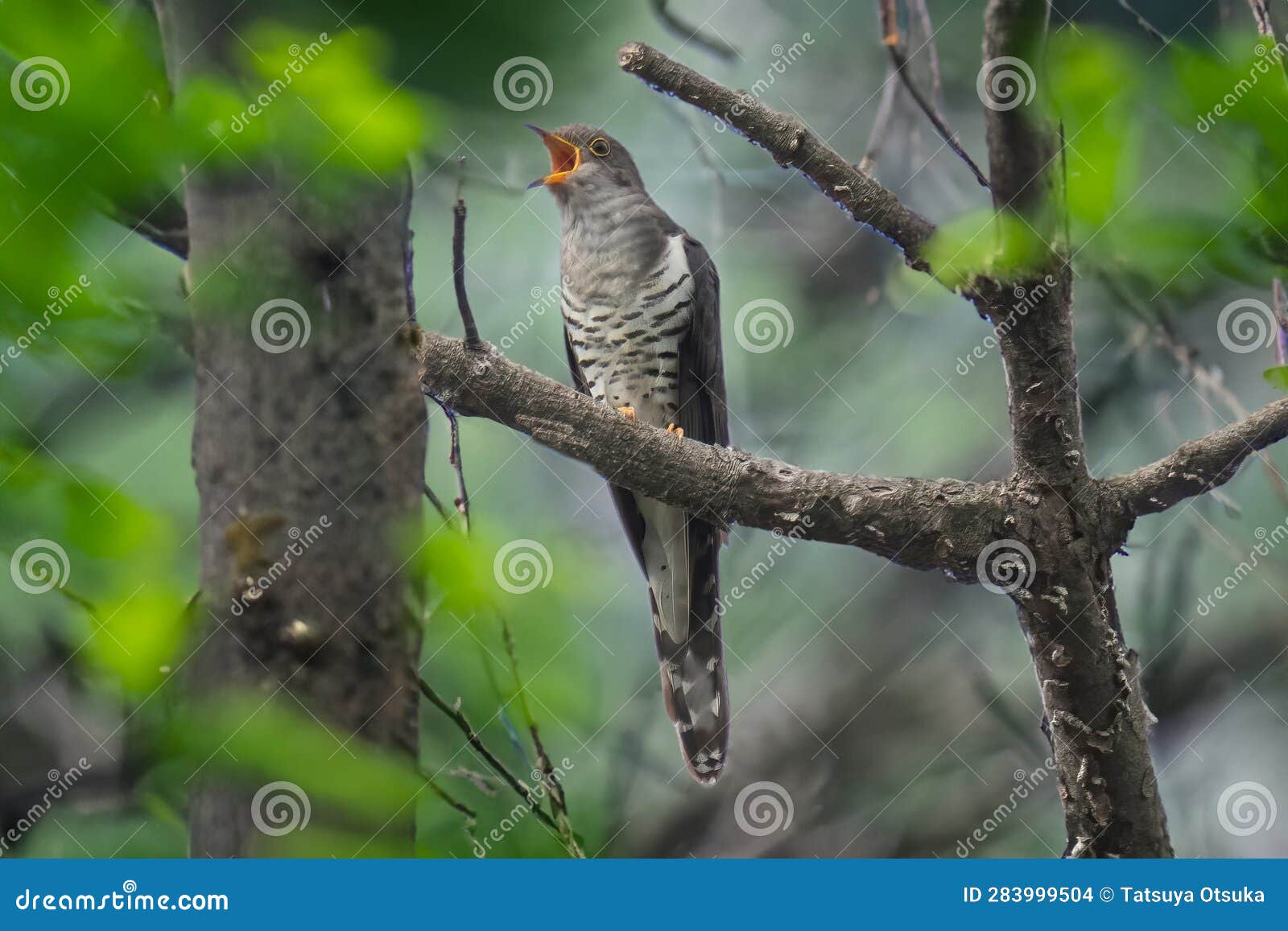 Lesser Cuckoo on the Branch of Tree Singing Stock Photo - Image of ...