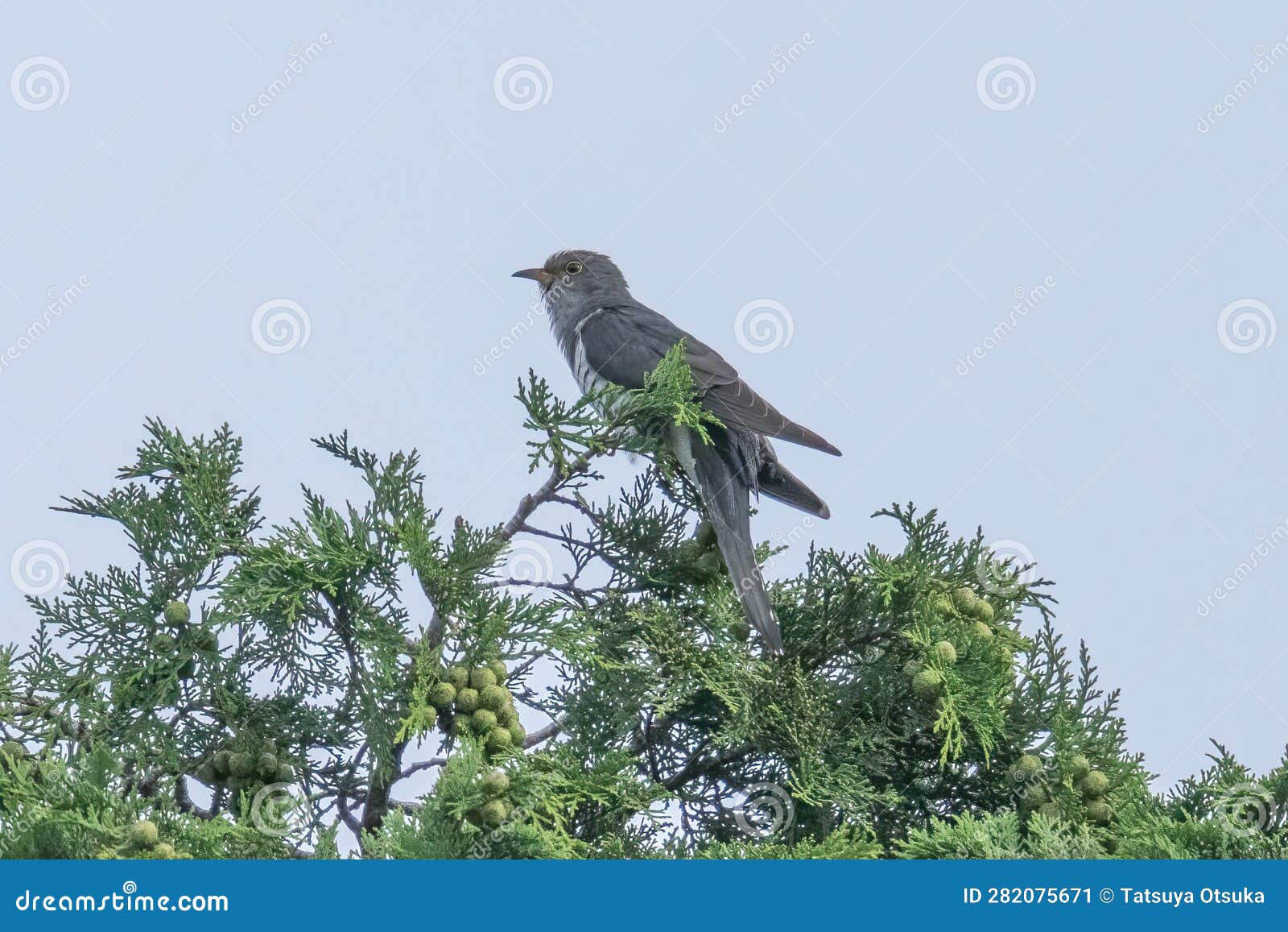 Lesser Cuckoo on the Top of Tree in a Blue Sky Background Stock Image ...