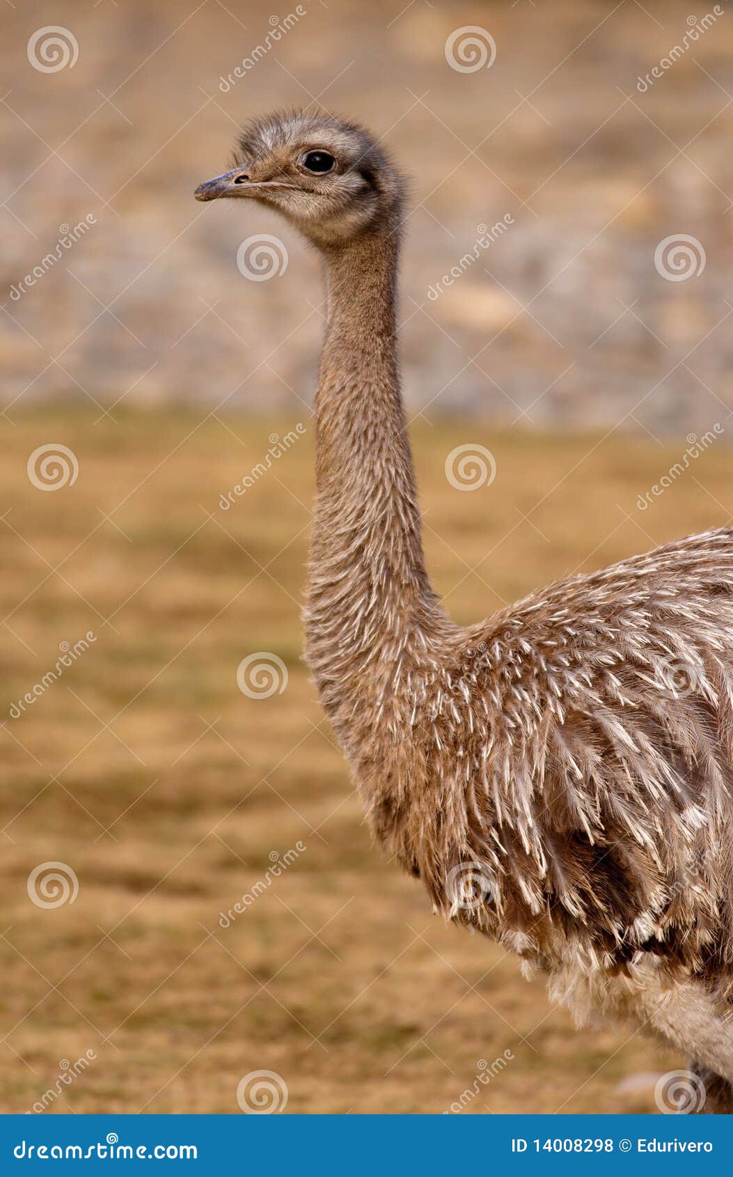 Lesser or Darwin s Rhea stock photo. Image of darwin - 14008298