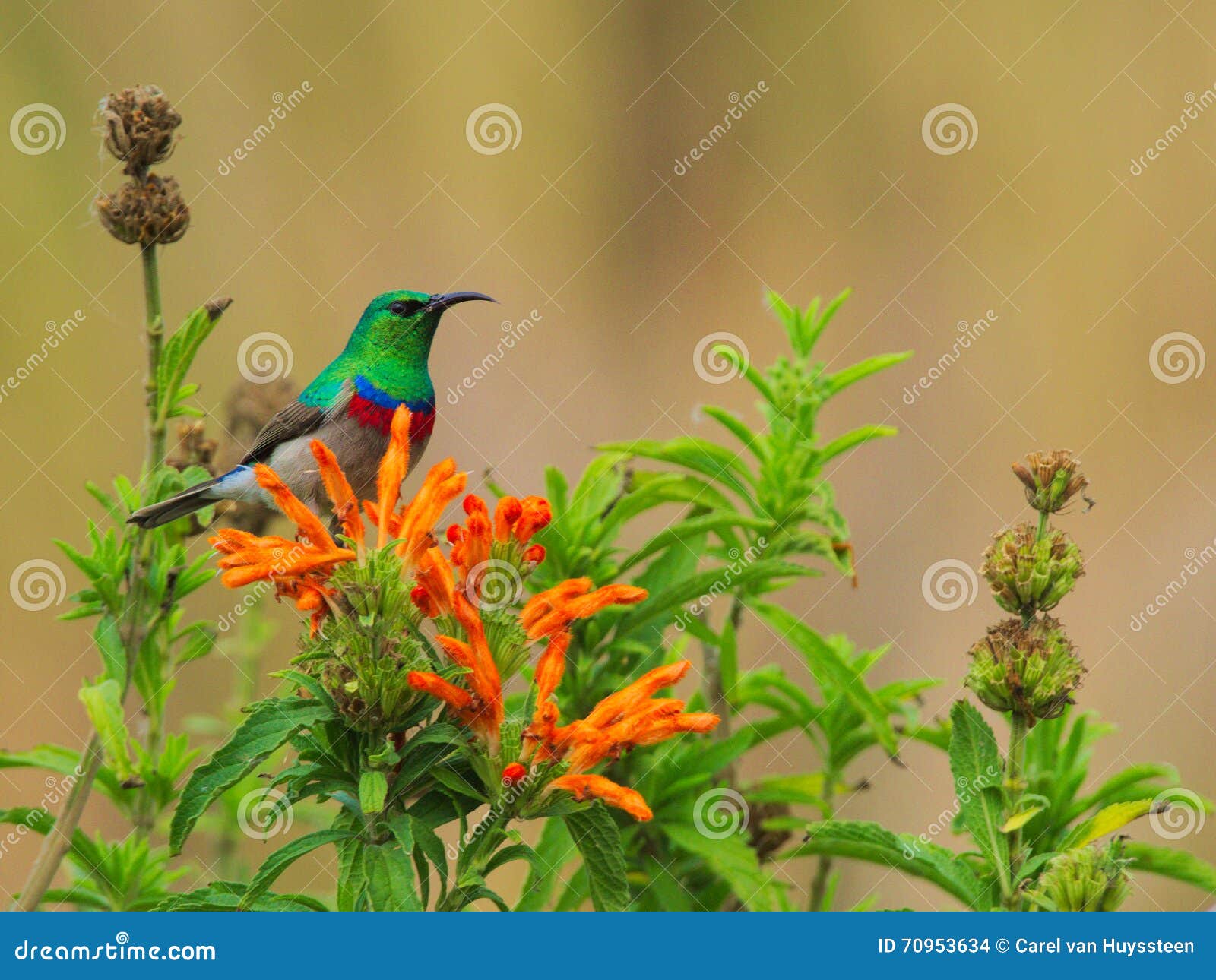 Lesser Double-collared Sunbird Stock Photo - Image of wilde, freedom ...