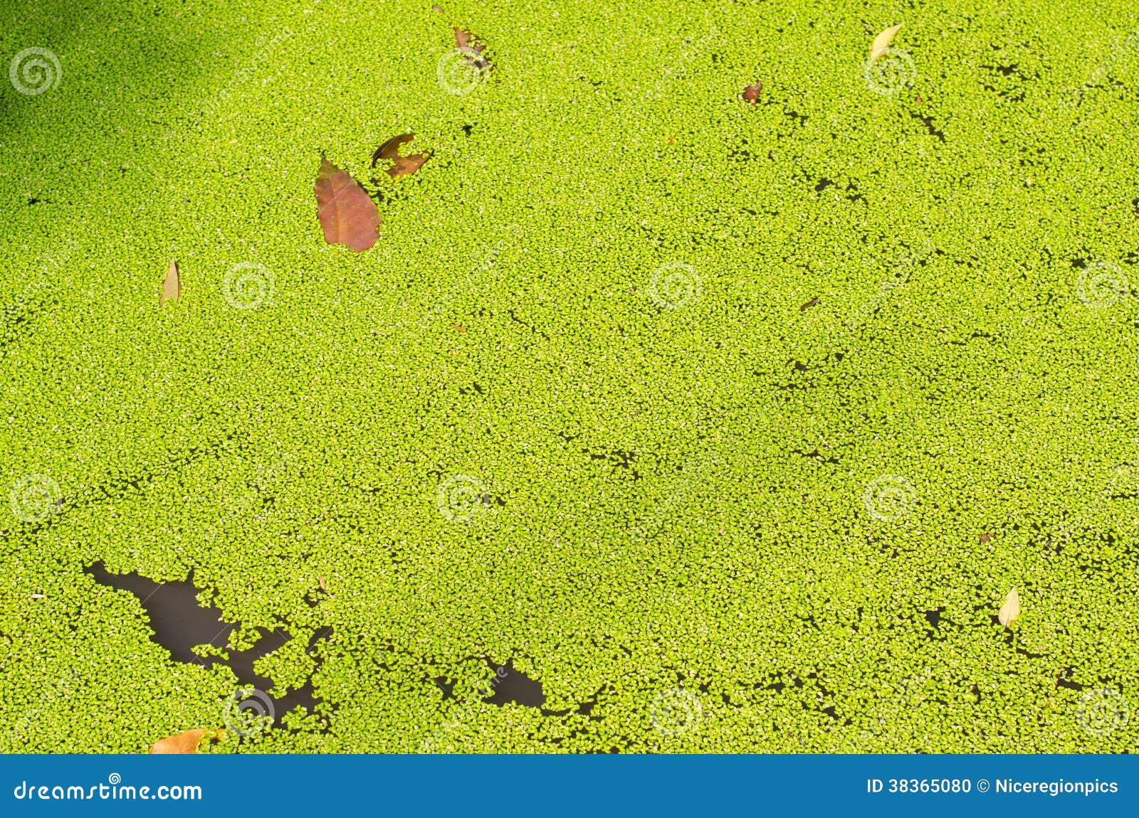 Lesser Duckweed (Lemna Minor L.). Stock Photo - Image of floating ...