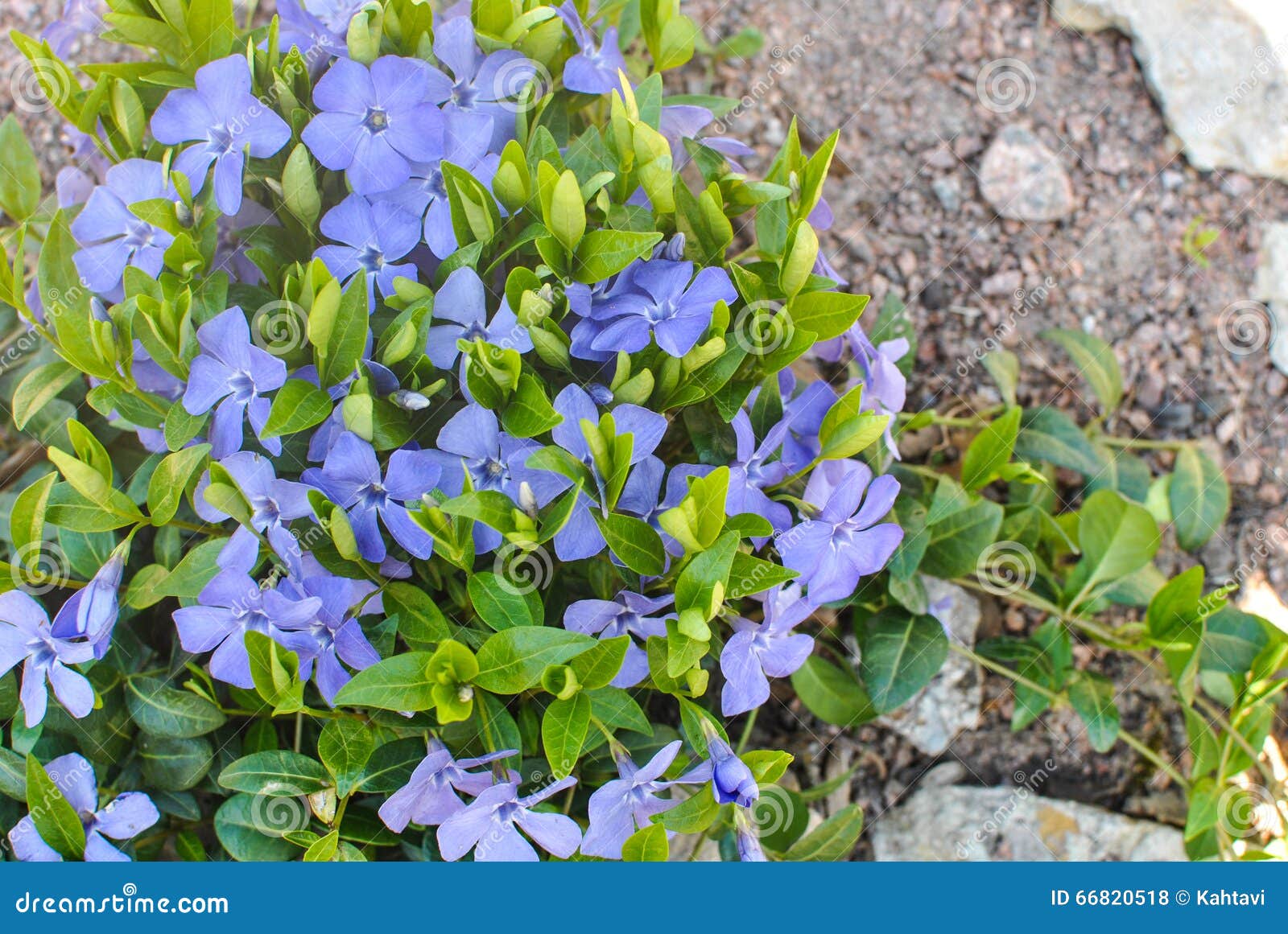 Lesser or Dwarf Periwinkle Vinca Minor Stock Photo - Image of summer ...
