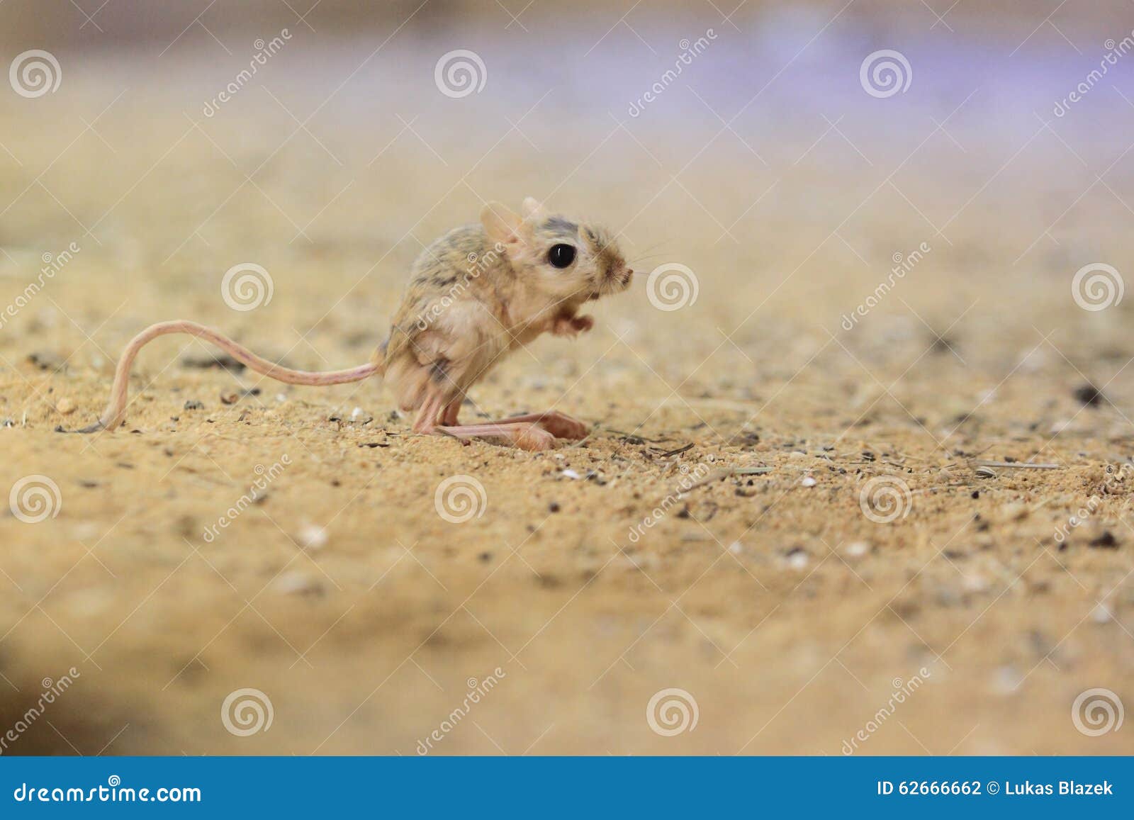 Lesser egyptian jerboa stock Image of small, rodent 62666662