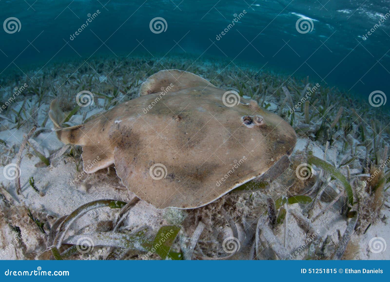 Lesser Electric Ray imagen de archivo. Imagen de salto - 51251815