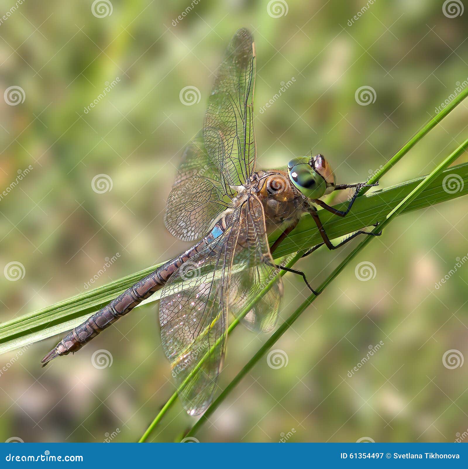Lesser Emperor stock image. Image of parthenope, wing - 61354497