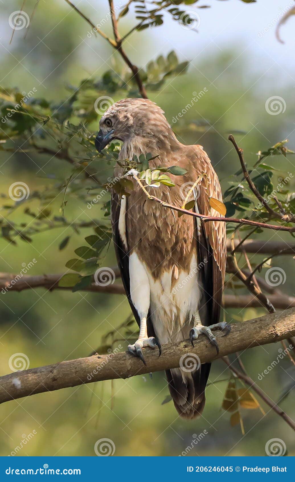 Lesser fish eagle stock image. Image of fish, branch - 206246045