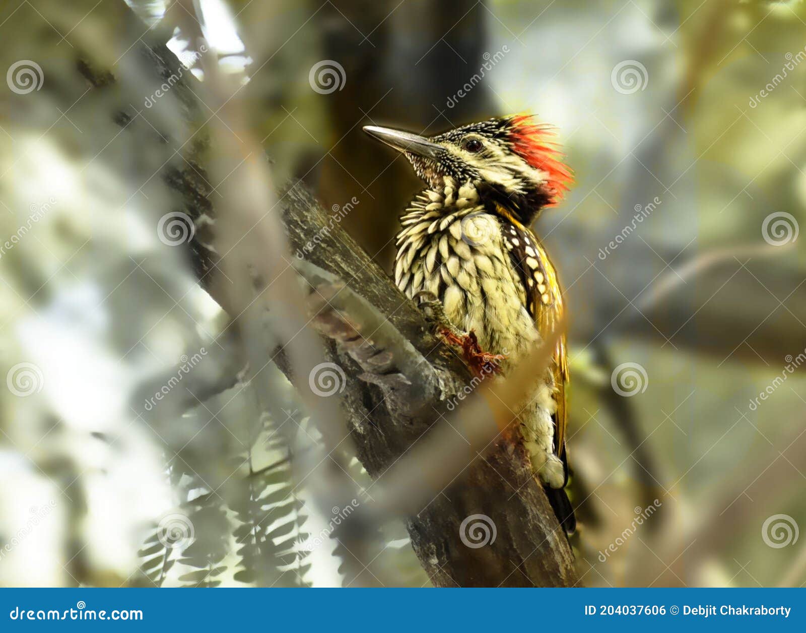 Lesser Flameback Woodpecker Stock Photo - Image of branch, yellow ...