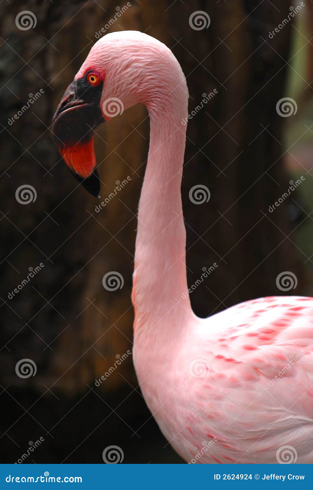 Lesser flamingo 002 stock photo. Image of feathers, flamingo - 2624924