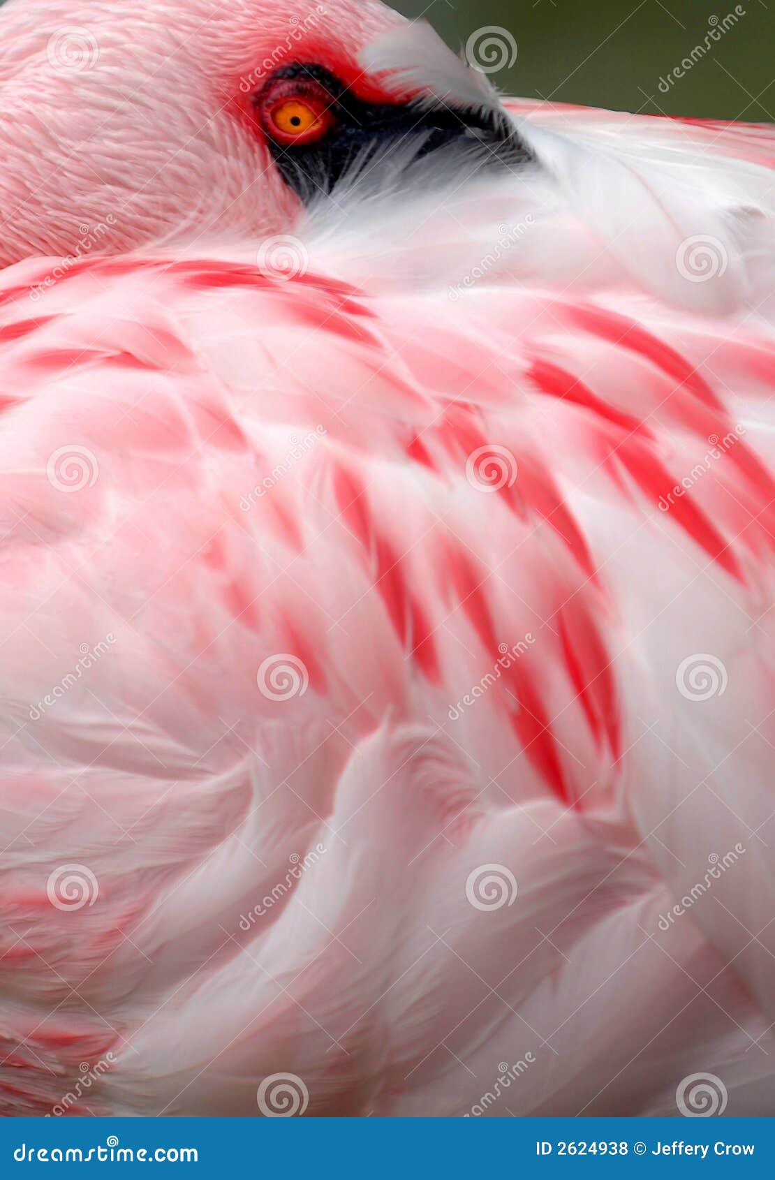 Lesser flamingo 004 2 stock photo. Image of eyes, african - 2624938