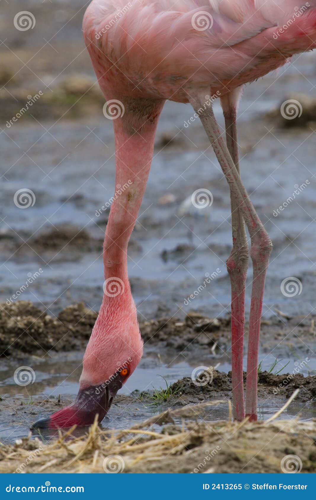 Lesser Flamingo stock image. Image of exotic, color, foraging - 2413265