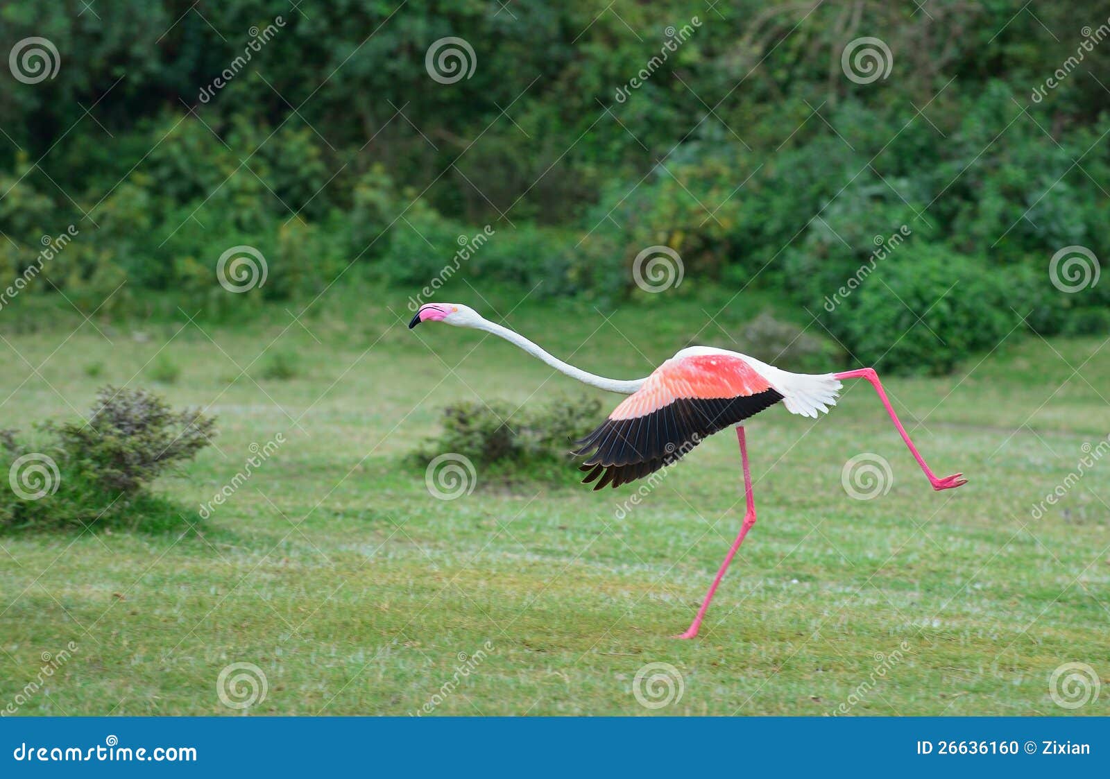 Lesser Flamingo stock photo. Image of wings, pink, lesser - 26636160