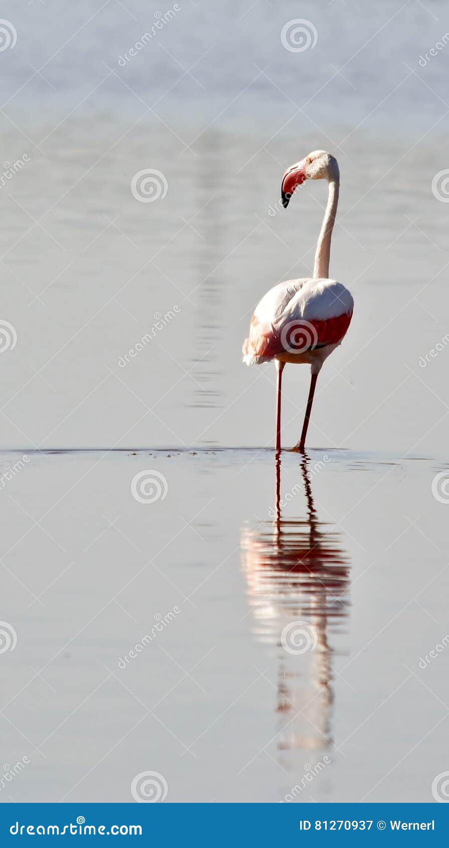 Lesser Flamingo... stock image. Image of blue, bird, berg - 81270937