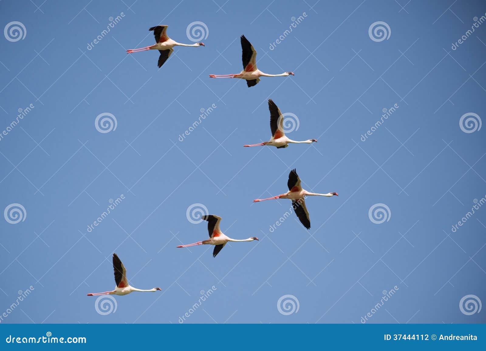 Lesser Flamingo stock photo. Image of lesser, colorful - 37444112