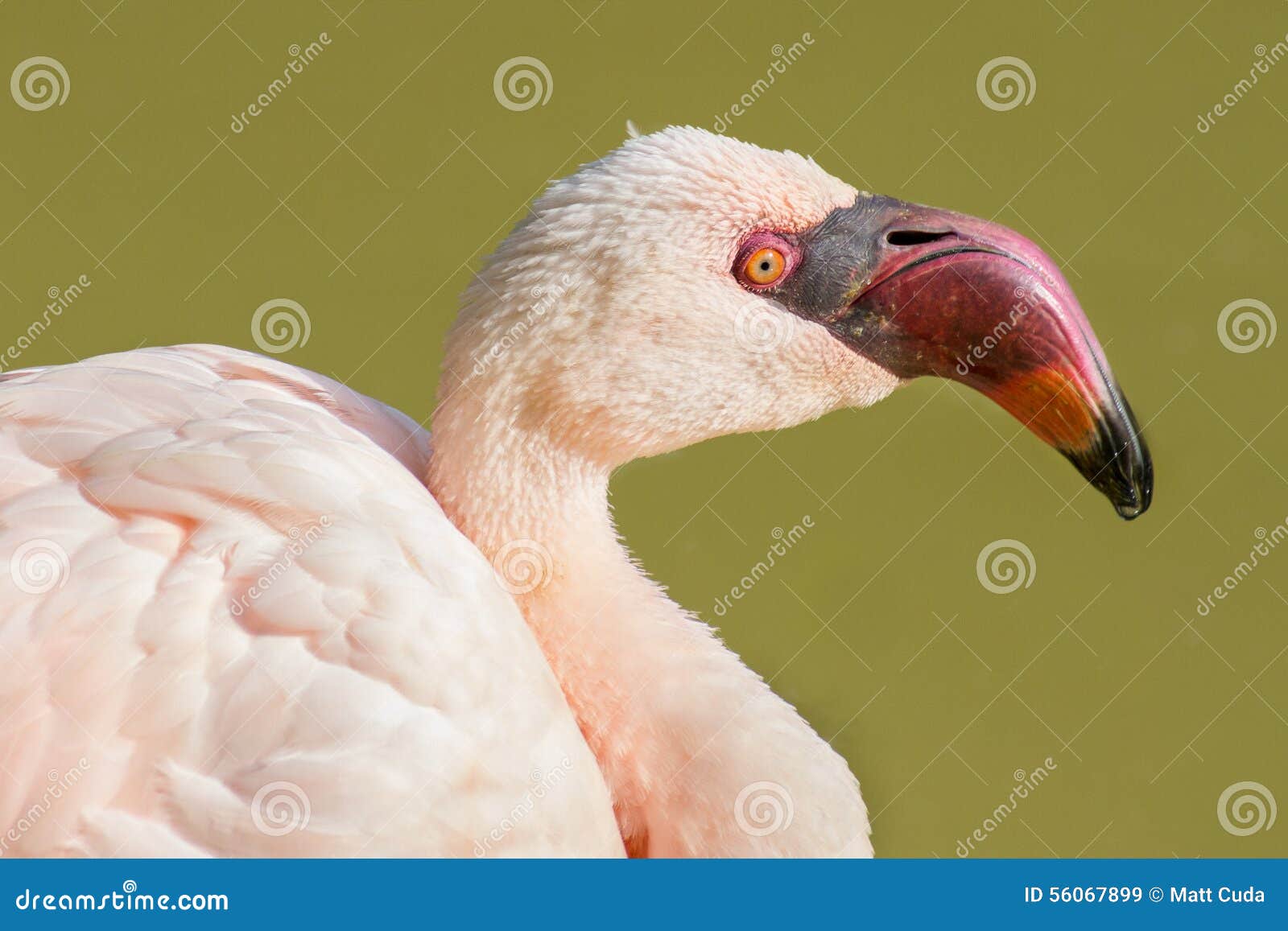Lesser Flamingo stock image. Image of posing, bird, beauty - 56067899