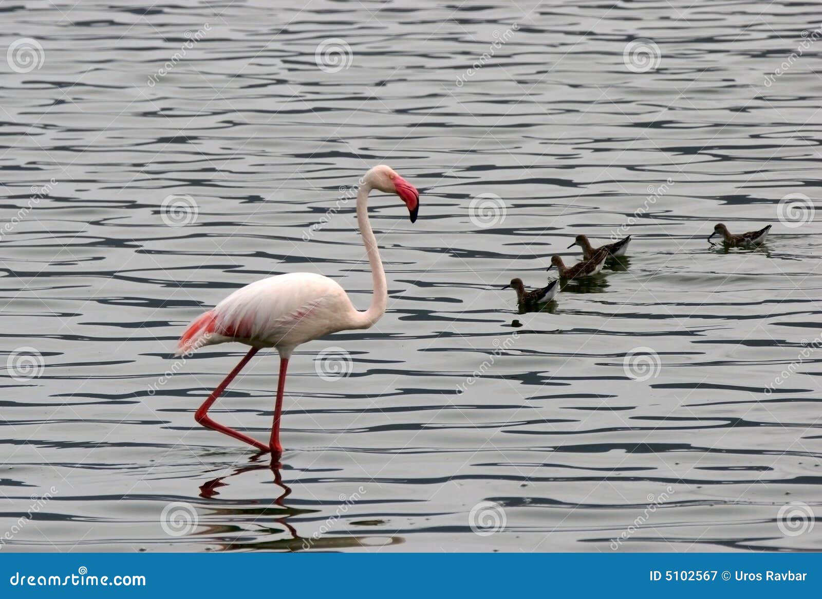 Lesser Flamingo Wading in Water Stock Image - Image of environment ...