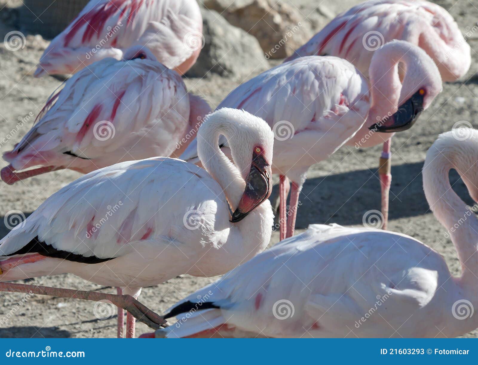 Lesser Flamingos stock image. Image of bird, white, wading - 21603293