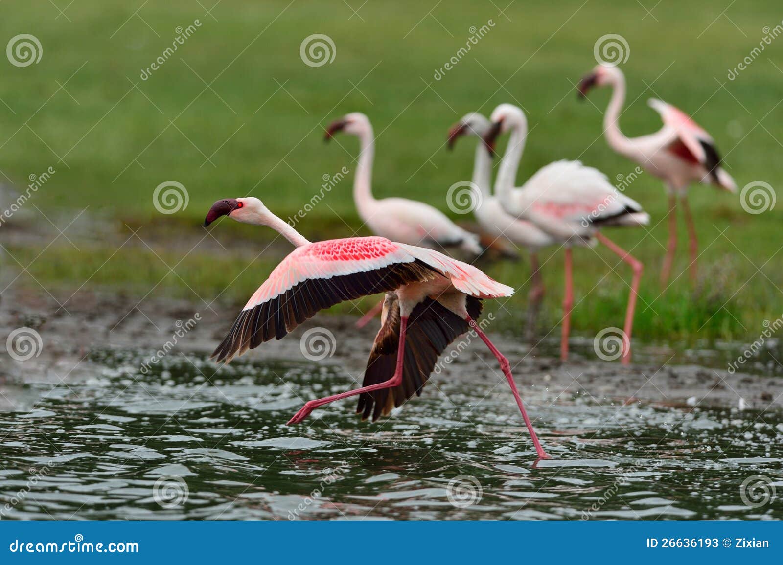 Lesser Flamingos stock image. Image of beauty, nature - 26636193