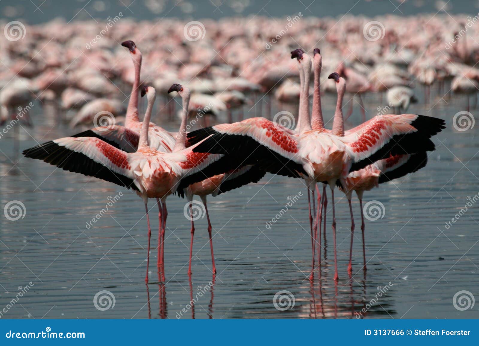 Lesser Flamingos stock photo. Image of lake, africa, nakuru - 3137666