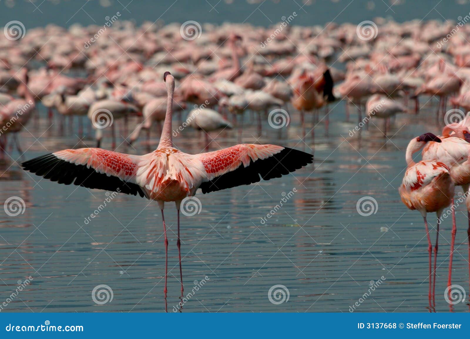 Lesser Flamingos stock photo. Image of national, pink - 3137668