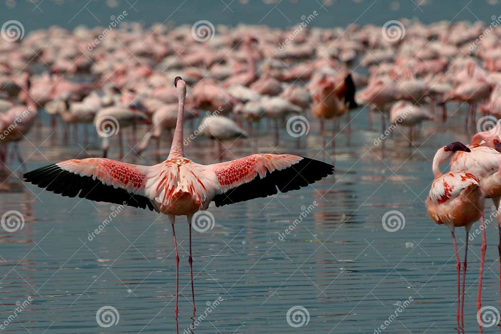 Lesser Flamingos stock photo. Image of national, pink - 3137668