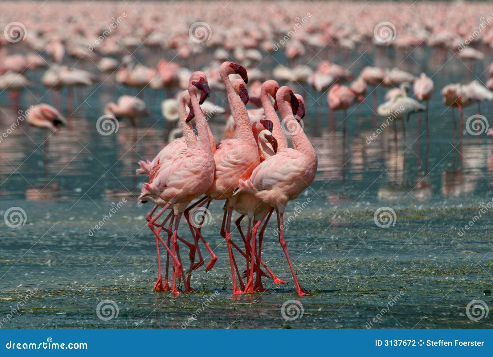 Lesser Flamingos stock photo. Image of birds, nakuru, lake - 3137672