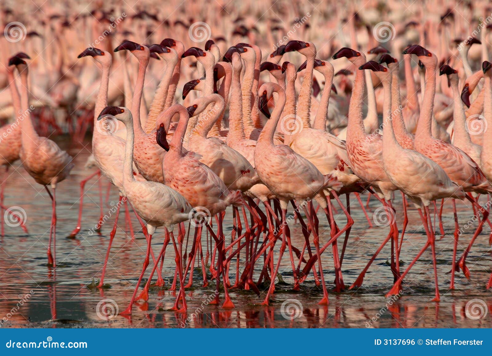 Lesser Flamingos stock photo. Image of lake, kenya, flamingo - 3137696