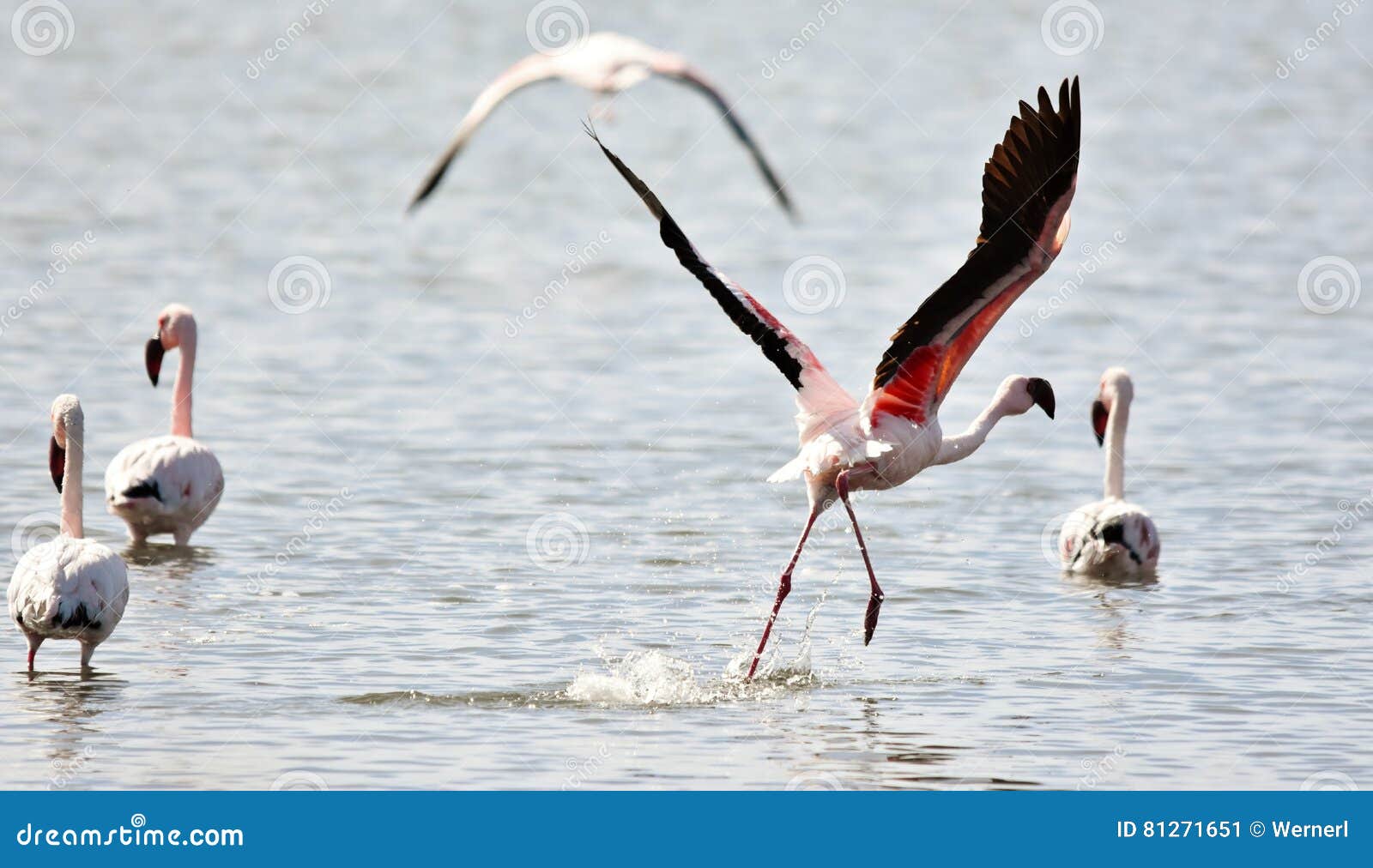 Lesser Flamingos... stock image. Image of blue, flock - 81271651