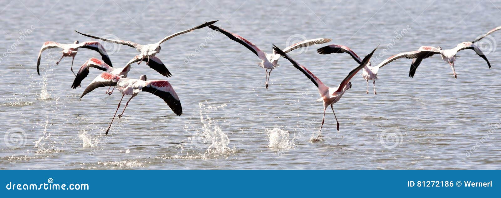 Lesser Flamingos... stock photo. Image of africa, white - 81272186