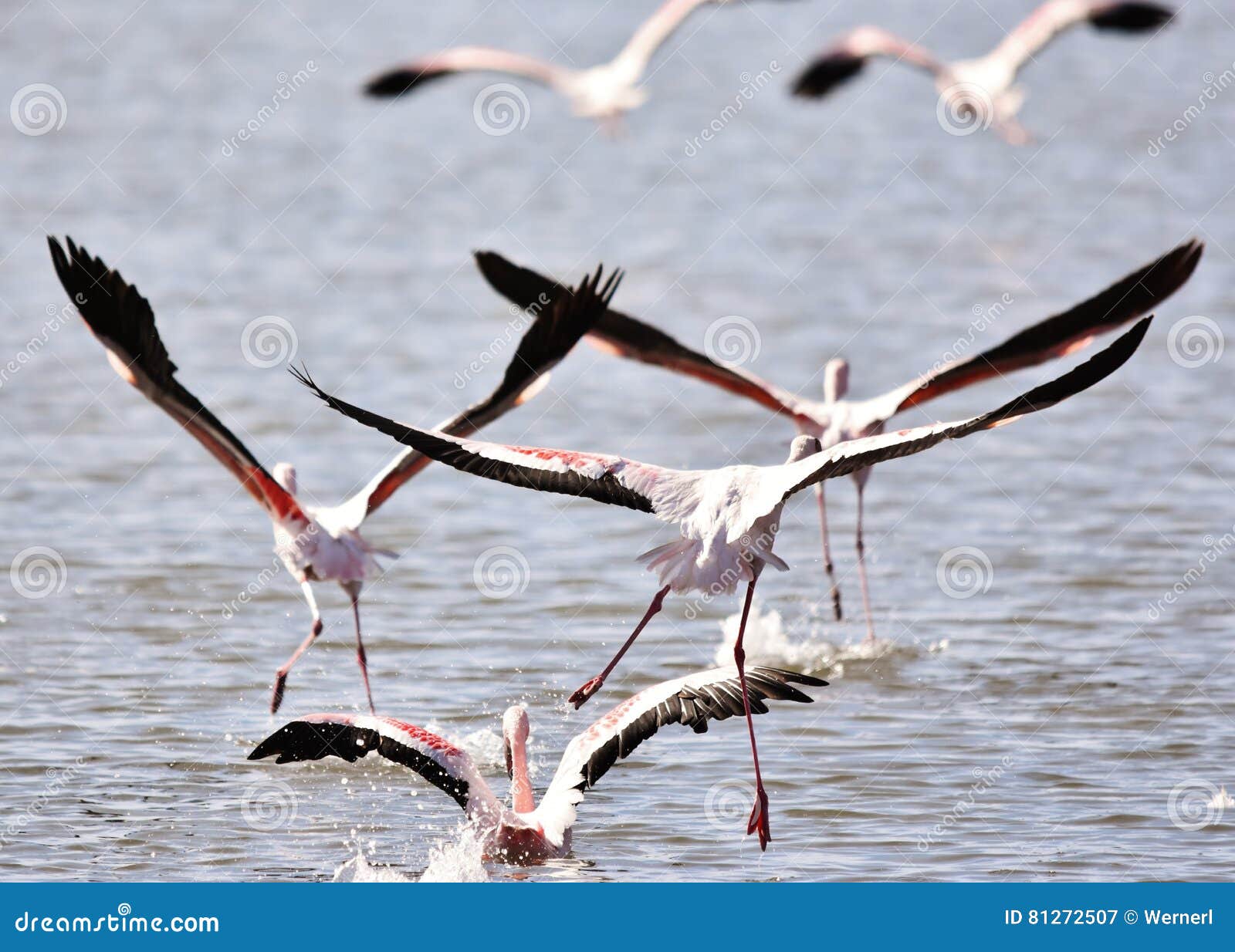 Lesser Flamingos... stock image. Image of velddrif, close - 81272507