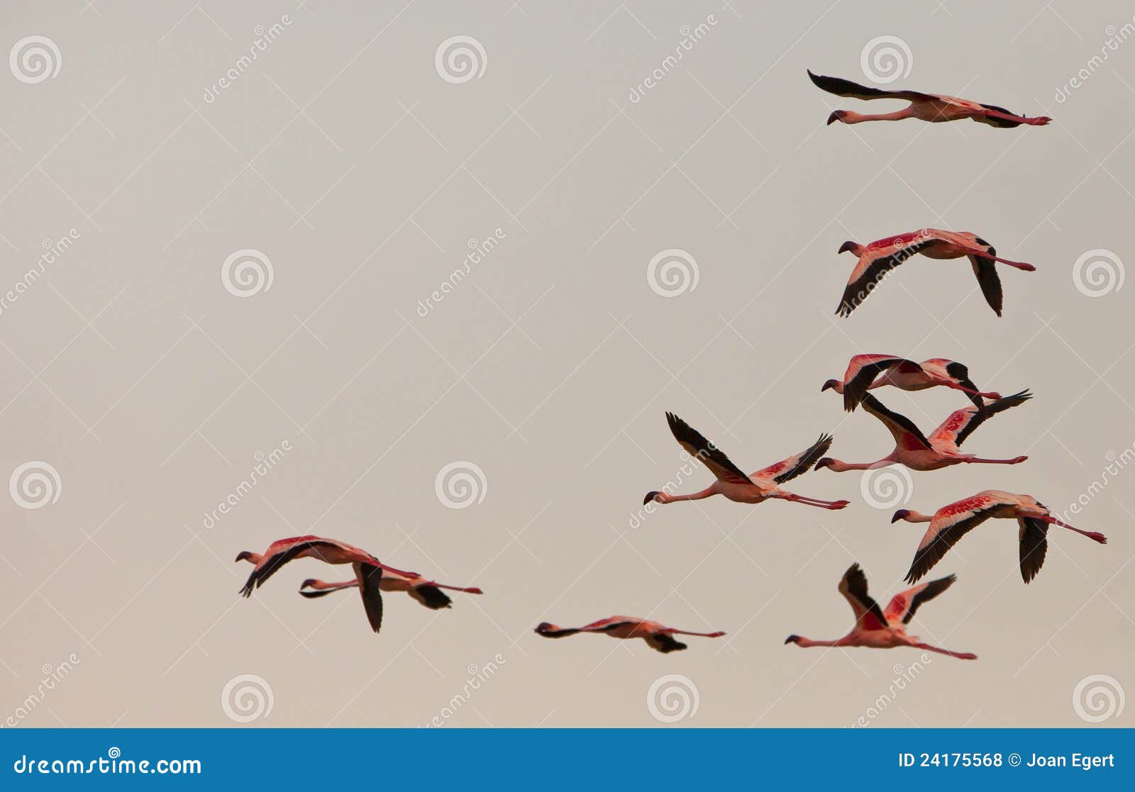 Lesser Flamingos on flight stock photo. Image of exotic - 24175568