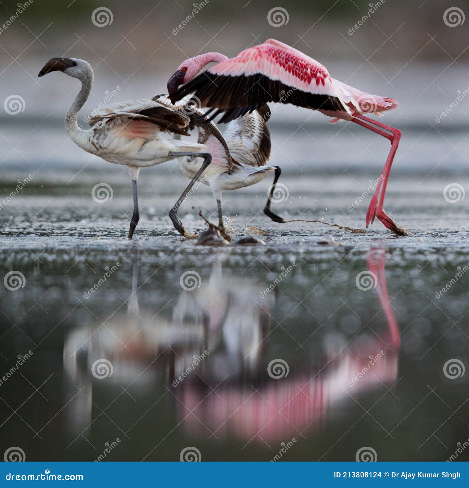 Lesser Flamingos Running To Fly Stock Photo - Image of grassland ...