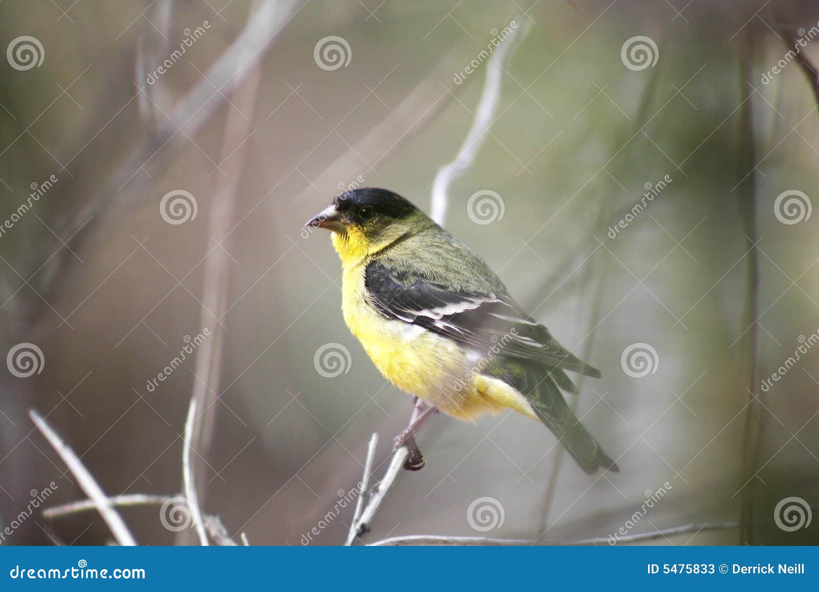 A Lesser Goldfinch stock image. Image of patch, passeriformes - 5475833