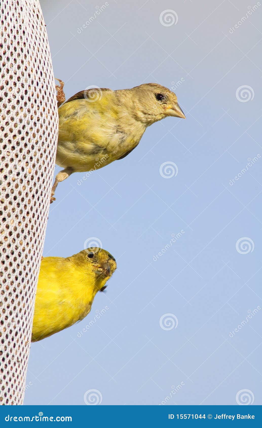 Lesser Goldfinches stock photo. Image of psaltra, songbird - 15571044