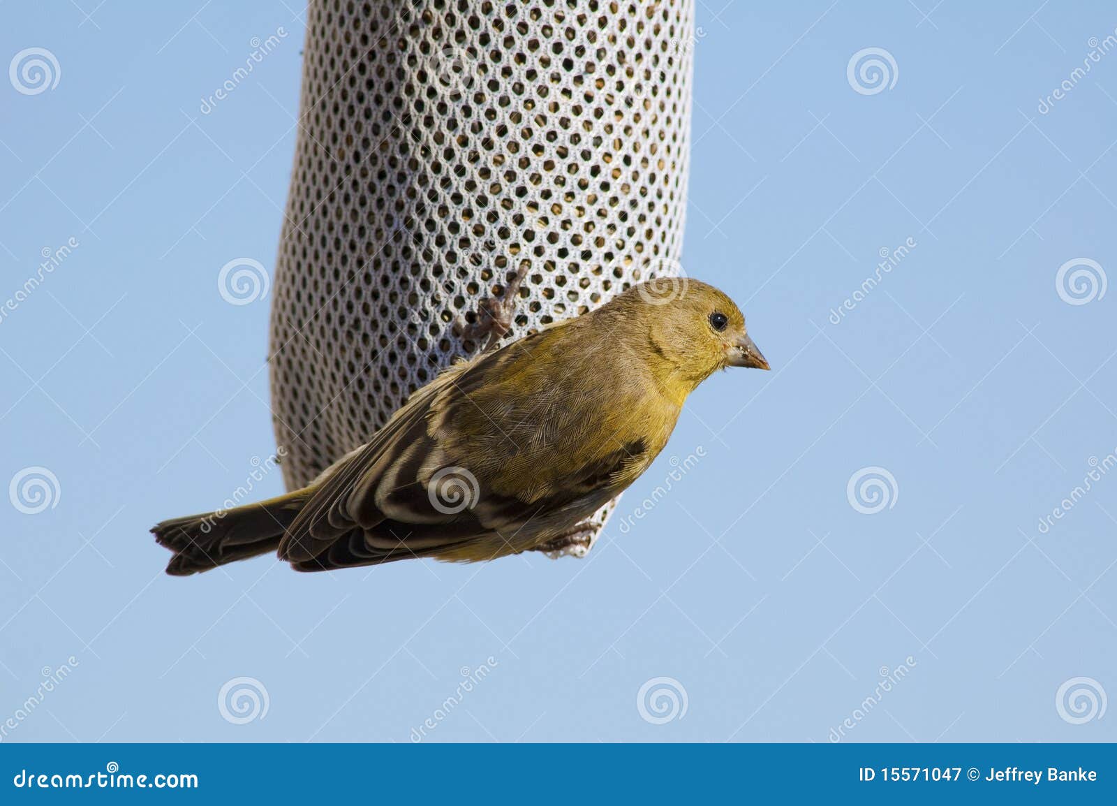 Female Lesser Seed Finch Stock Photos - Free & Royalty-Free Stock ...