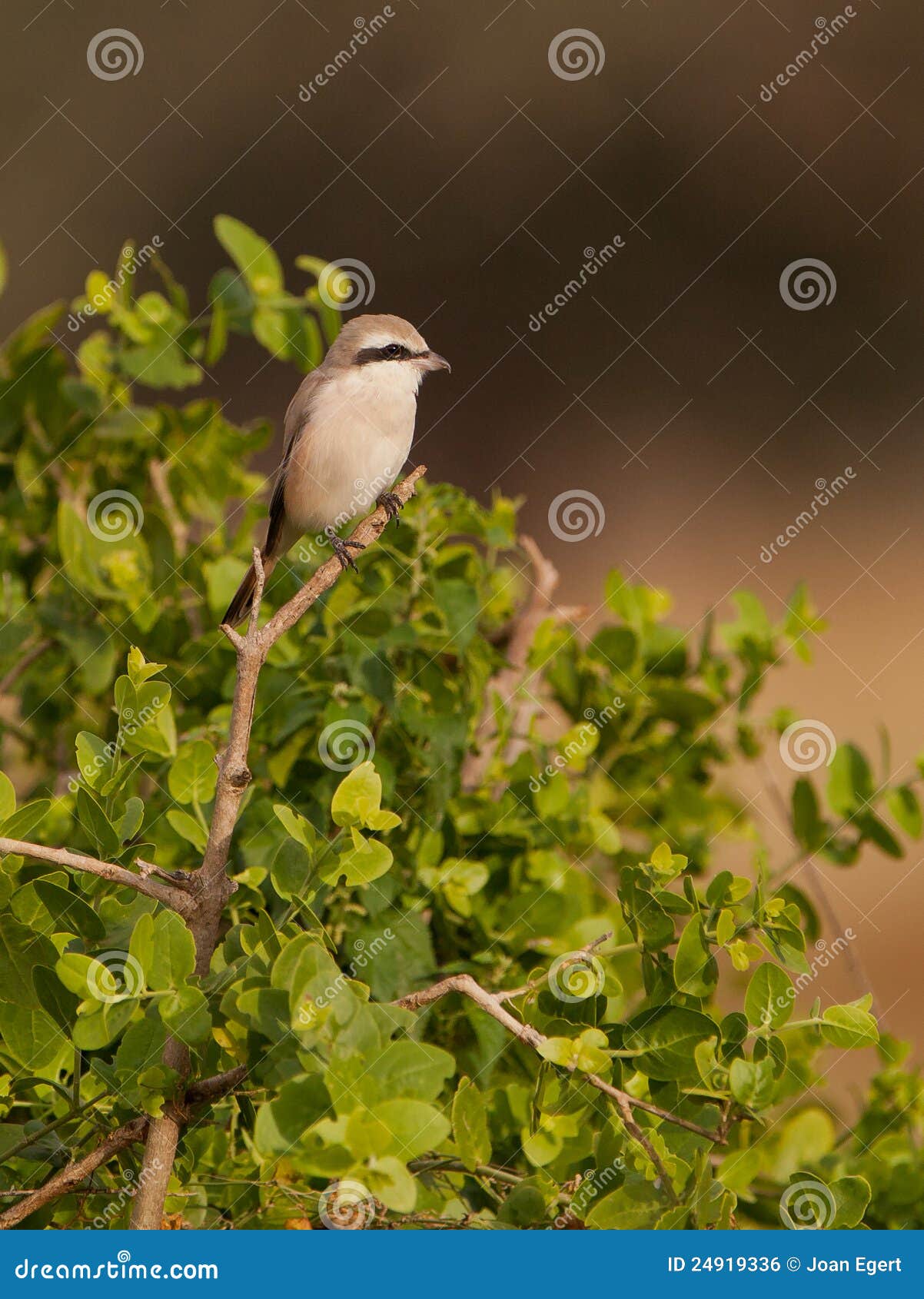 Lesser Grey Shrike stock photo. Image of colors, east - 24919336