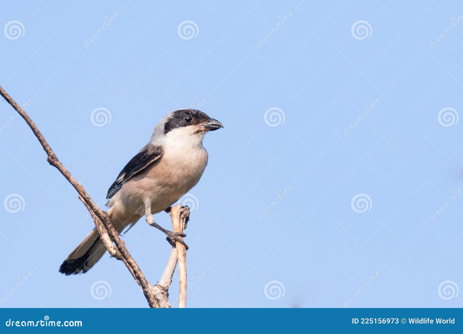 Lesser Grey Shrike, Lanius Minor. in the Wild Stock Image - Image of ...